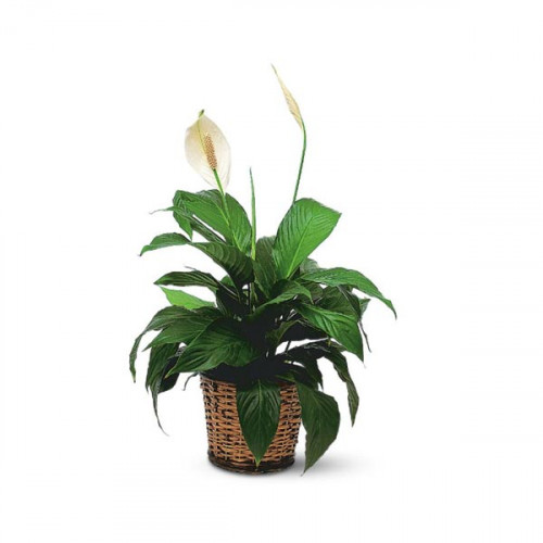 Spathiphyllum small (Teleflora® - TF133-2) by FlowersEzGo.com™